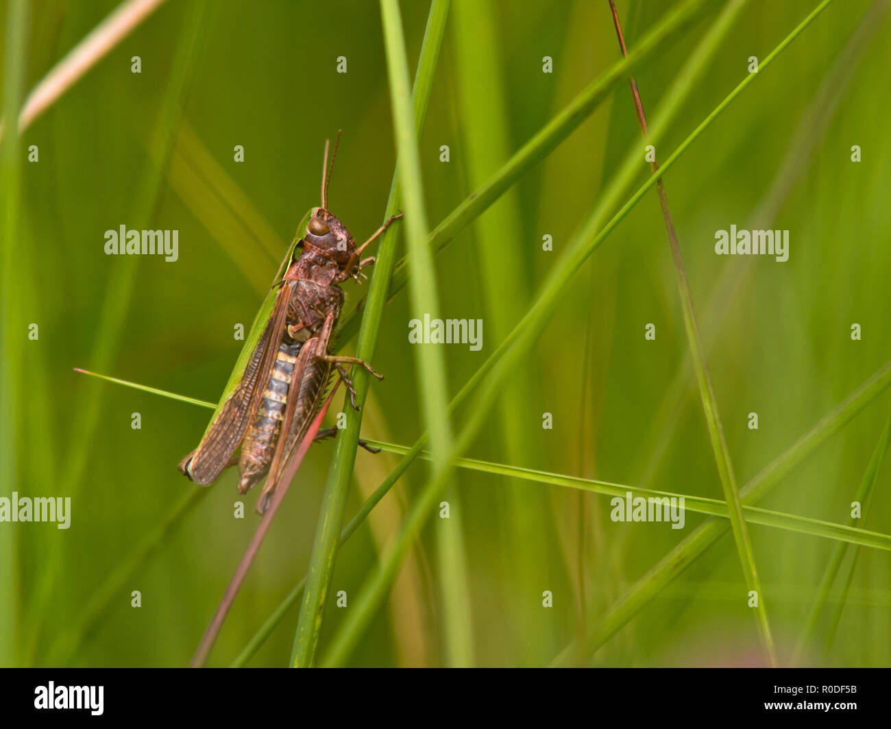 Grashopper in an abstract grass decor Stock Photo - Alamy