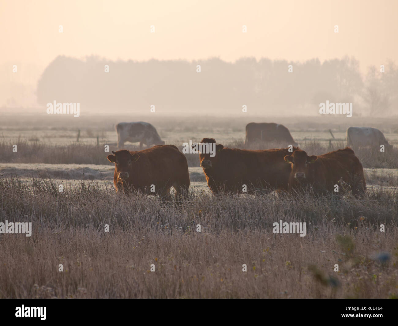Cows in the mist in early morning Stock Photo - Alamy