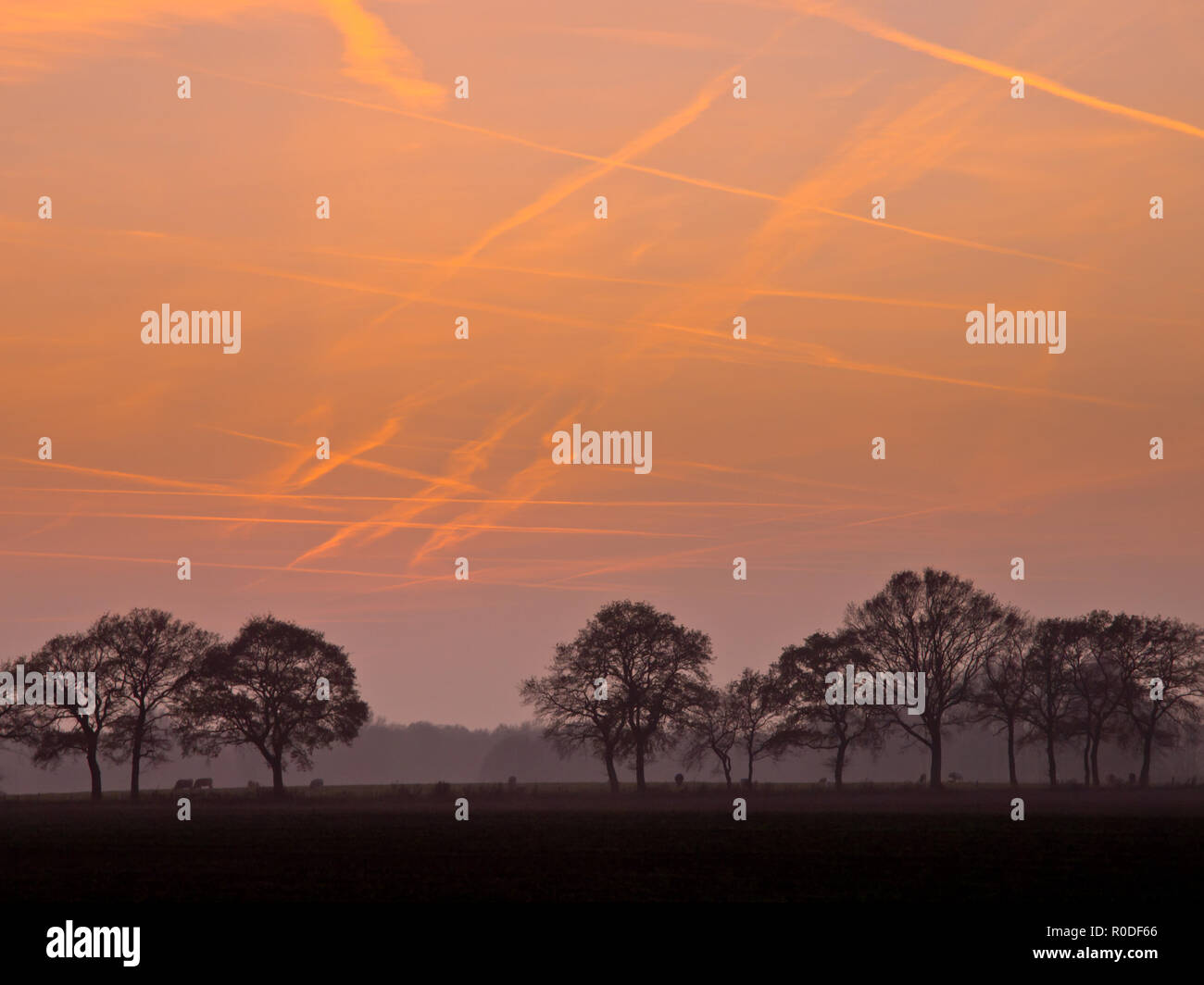 Orange contrails during sunset over a row of trees Stock Photo - Alamy