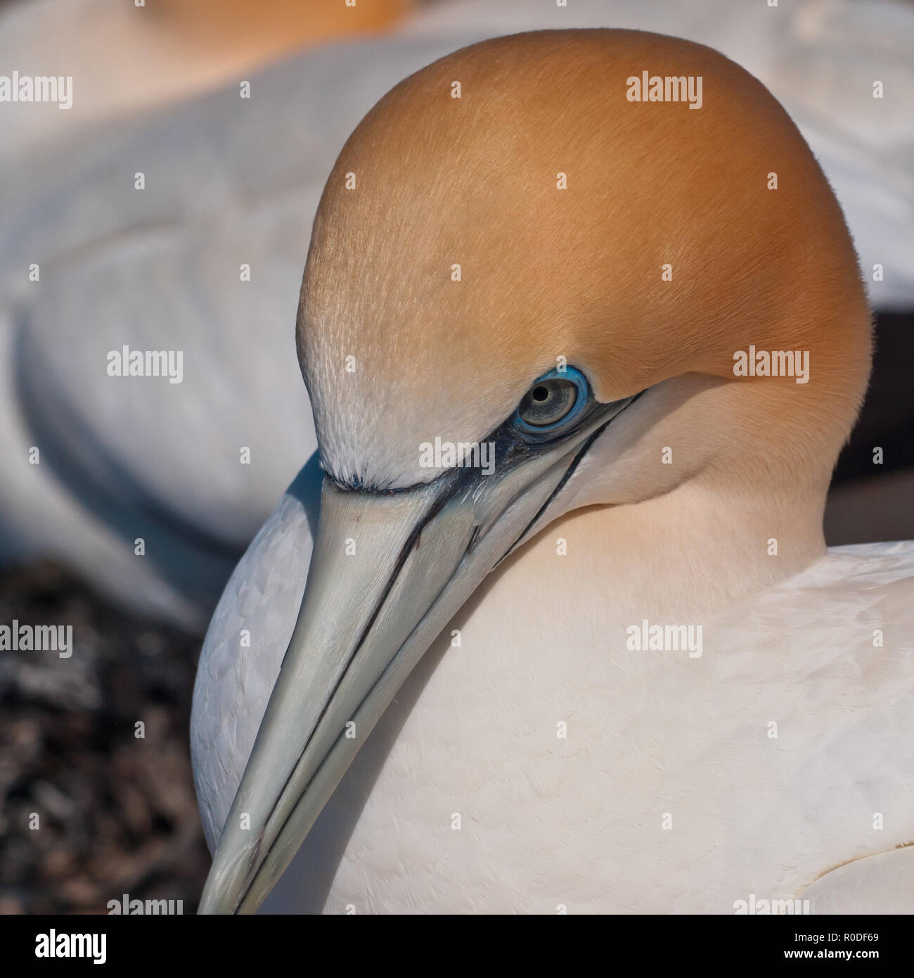 Head of a breeding gannet Stock Photo - Alamy