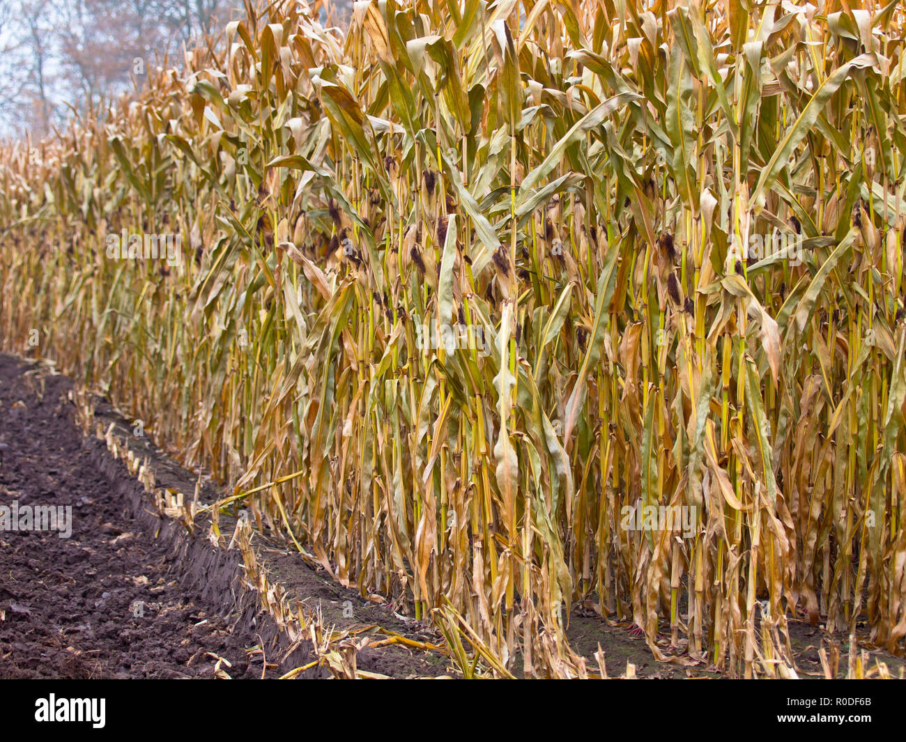 Rows of corn in a farming field Stock Photo - Alamy