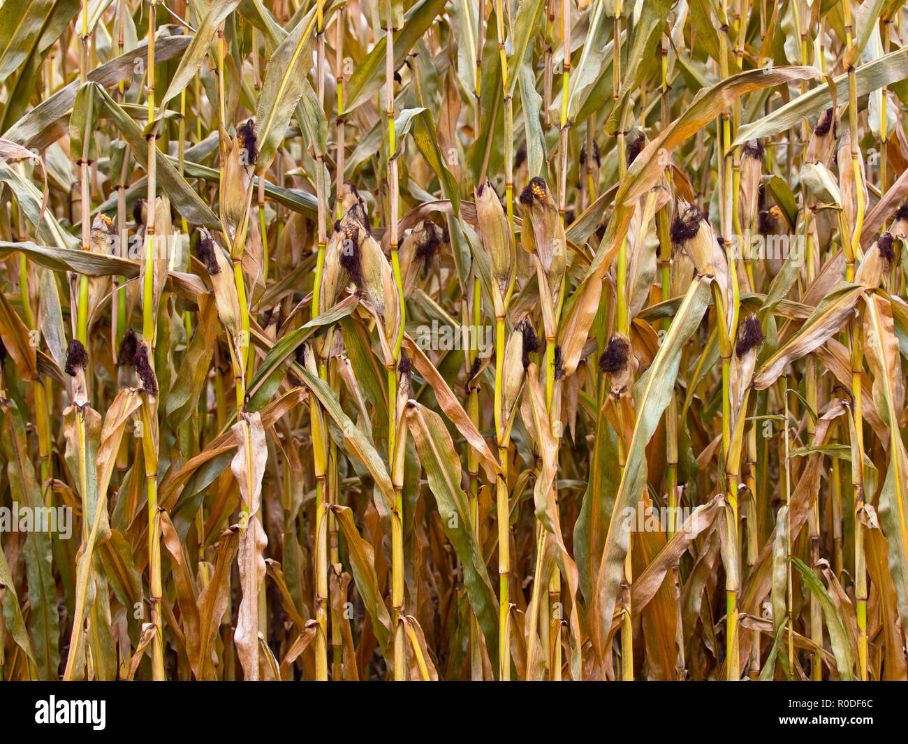 Ripe corn in a field Stock Photo - Alamy