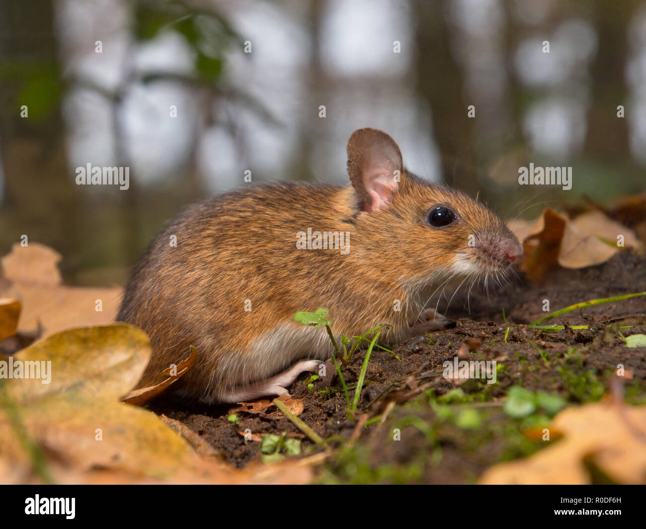 close up of yellow necked mouse on the forest floor Stock Photo - Alamy