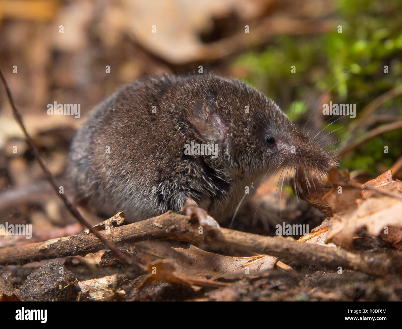 Pygmy shrew hi-res stock photography and images - Alamy