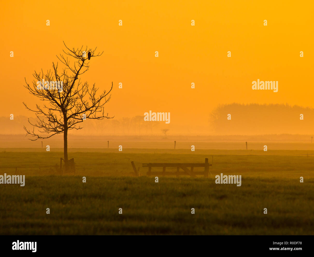 Crow is watching from tree during spectaculair Stock Photo - Alamy