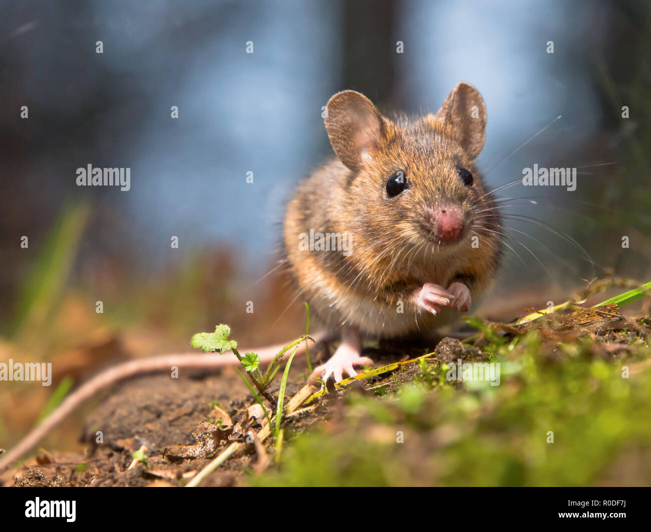 Wild wood mouse sitting on the forest floor Stock Photo - Alamy