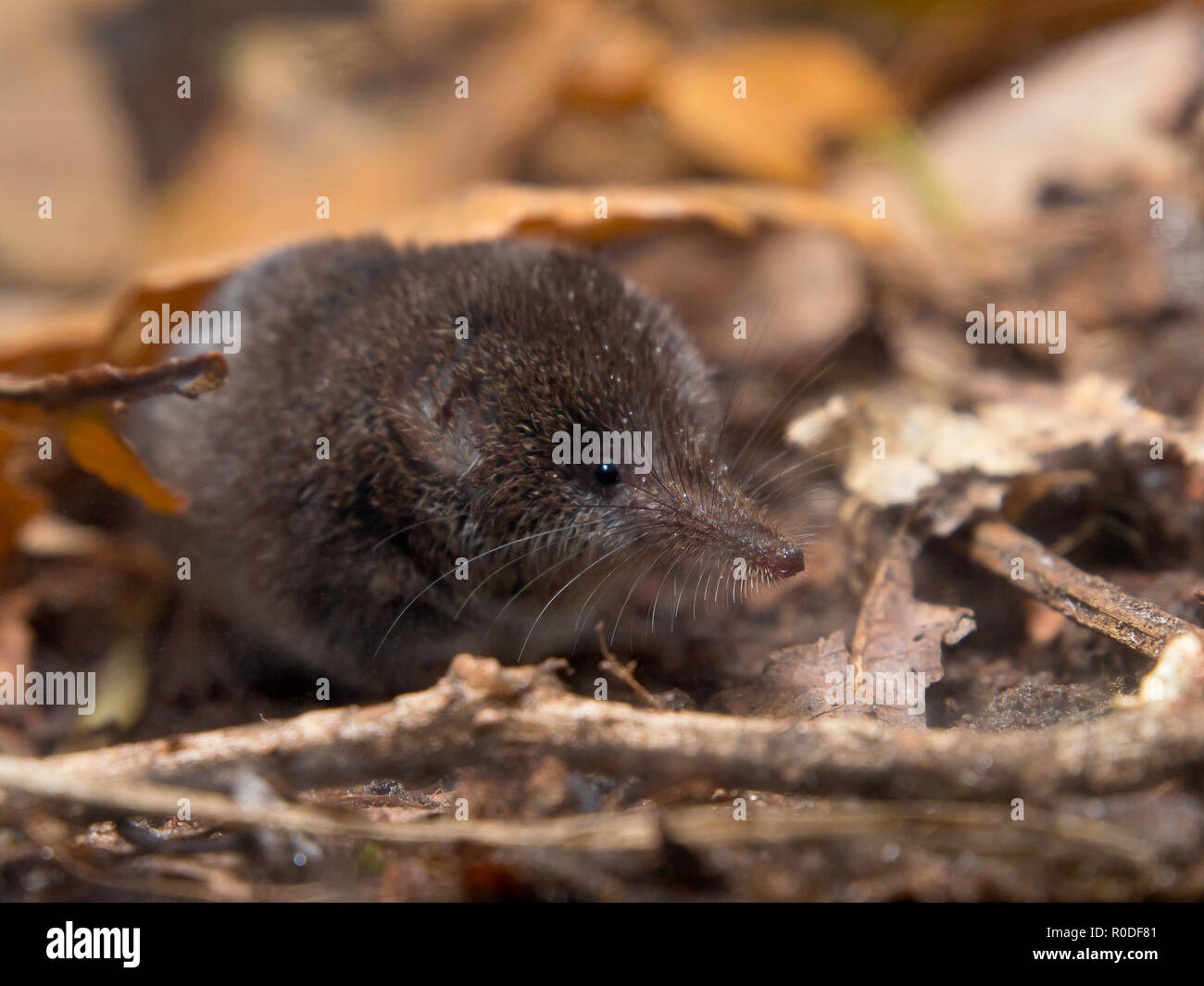 Pygmy shrew hi-res stock photography and images - Alamy