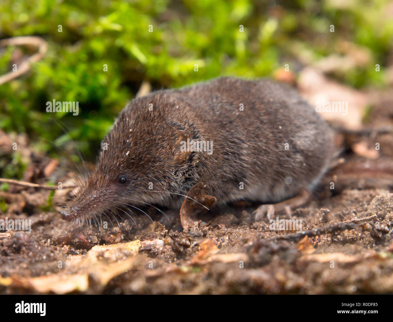 Pygmy shrew hi-res stock photography and images - Alamy