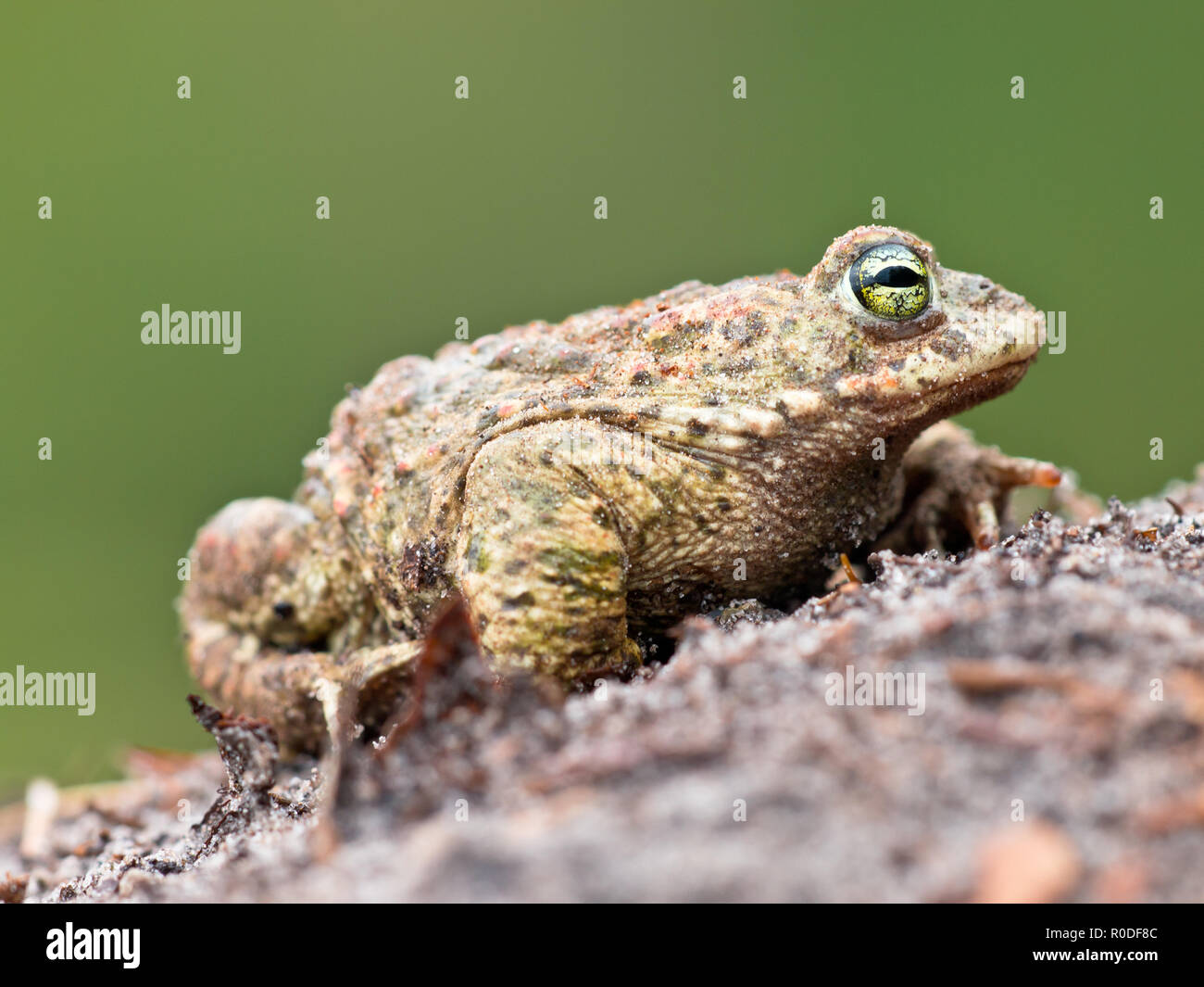 Natterjack toad (Epidalea calamita) sideview with green background ...