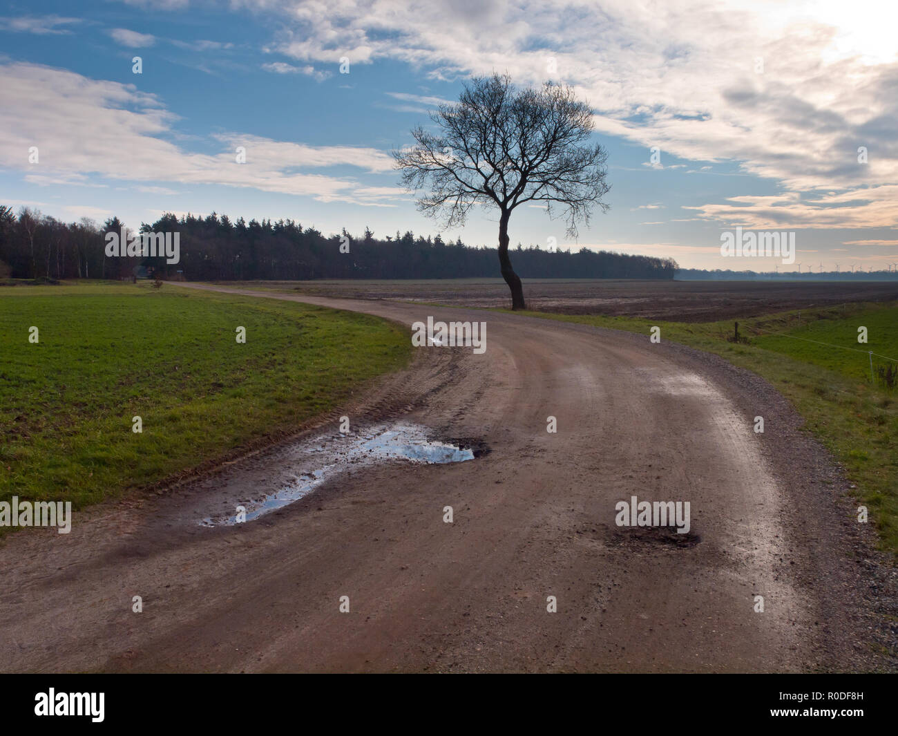 Rural road with tree on side Stock Photo - Alamy