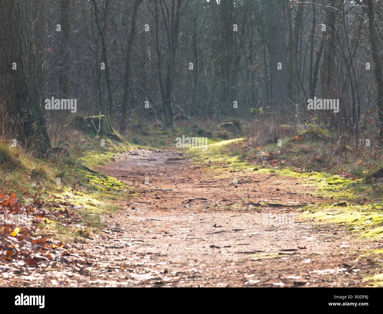 Mossy Forest Path Sunlight High Resolution Stock Photography and Images ...
