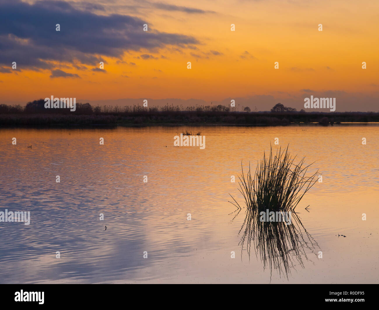 Wetland nature reserve during sunset Stock Photo - Alamy