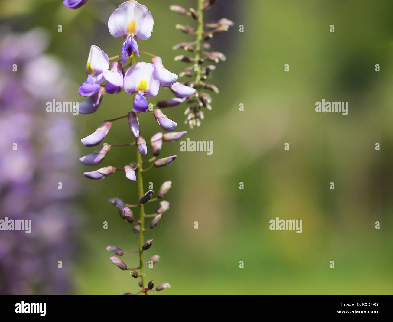Close up green wisteria leaves hi-res stock photography and images - Alamy