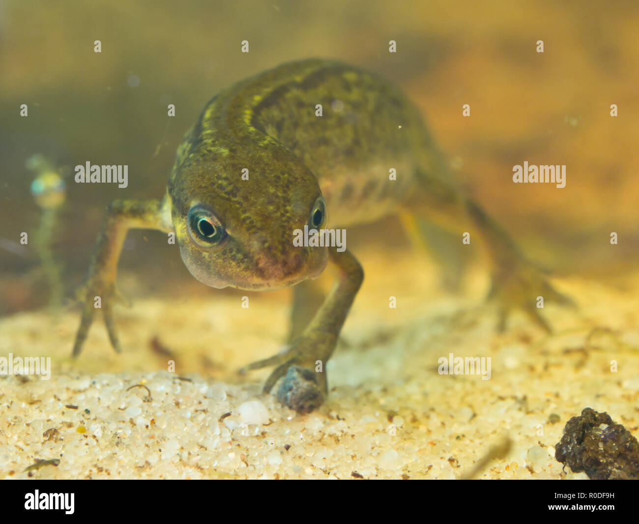 female newt lissotriton vulgaris frontal view Stock Photo - Alamy