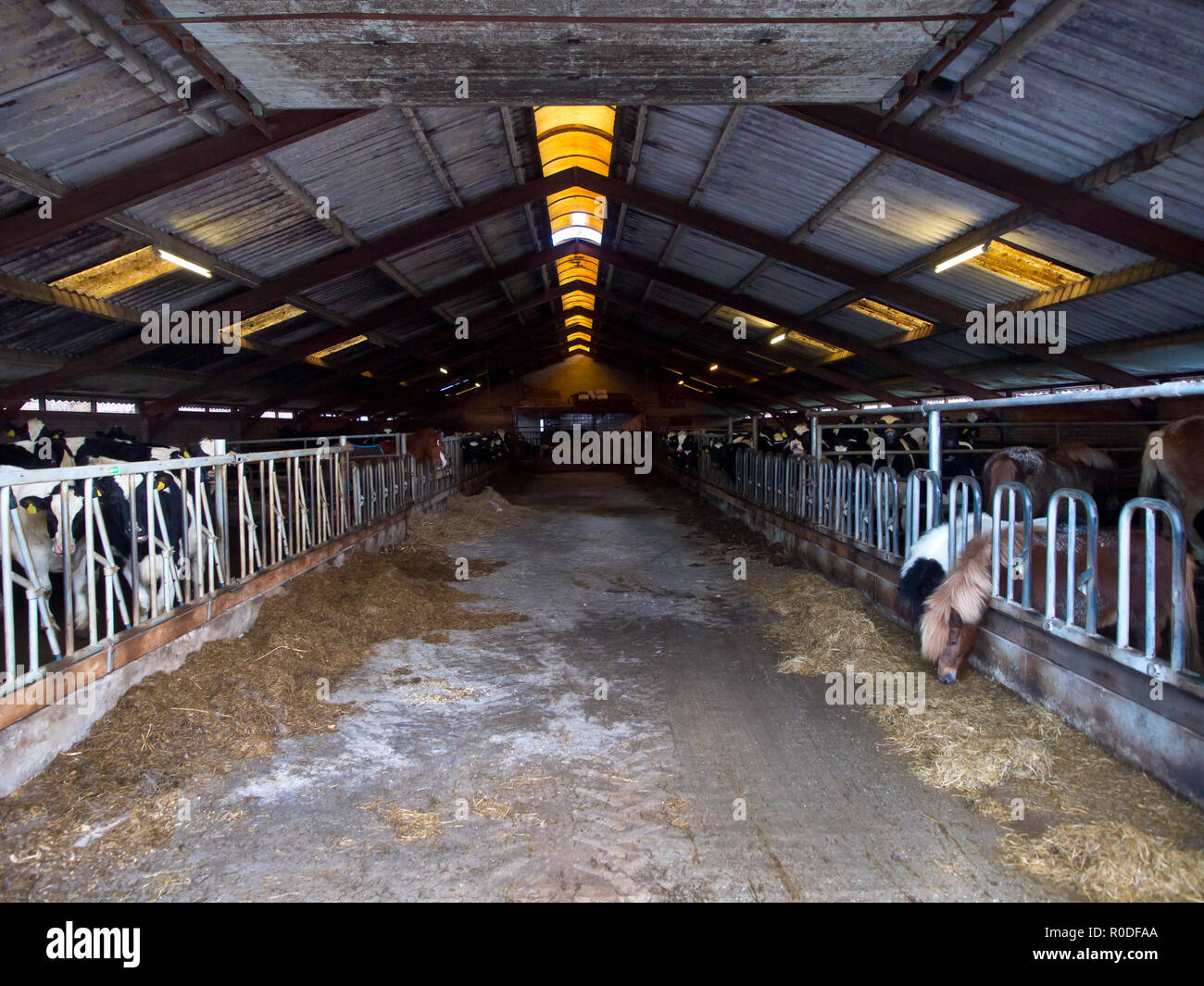 The interior of a barn with cows and horses Stock Photo - Alamy