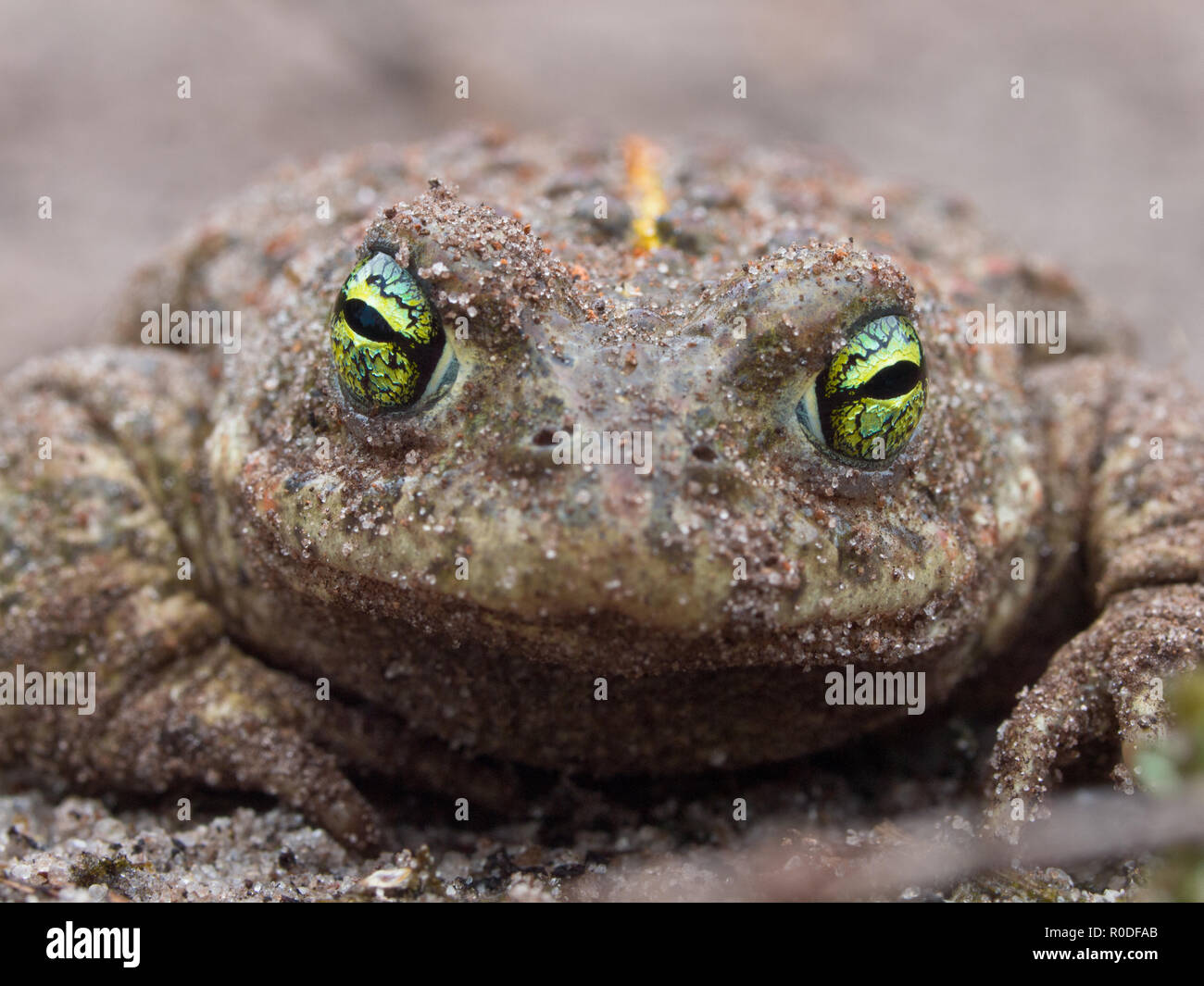 Natterjack Toad (Epidalea calamita) frontal view Stock Photo - Alamy