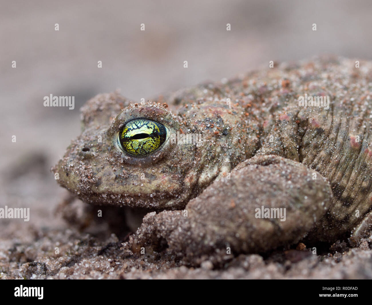 Natterjack Toad with bright yellow eyes Stock Photo - Alamy