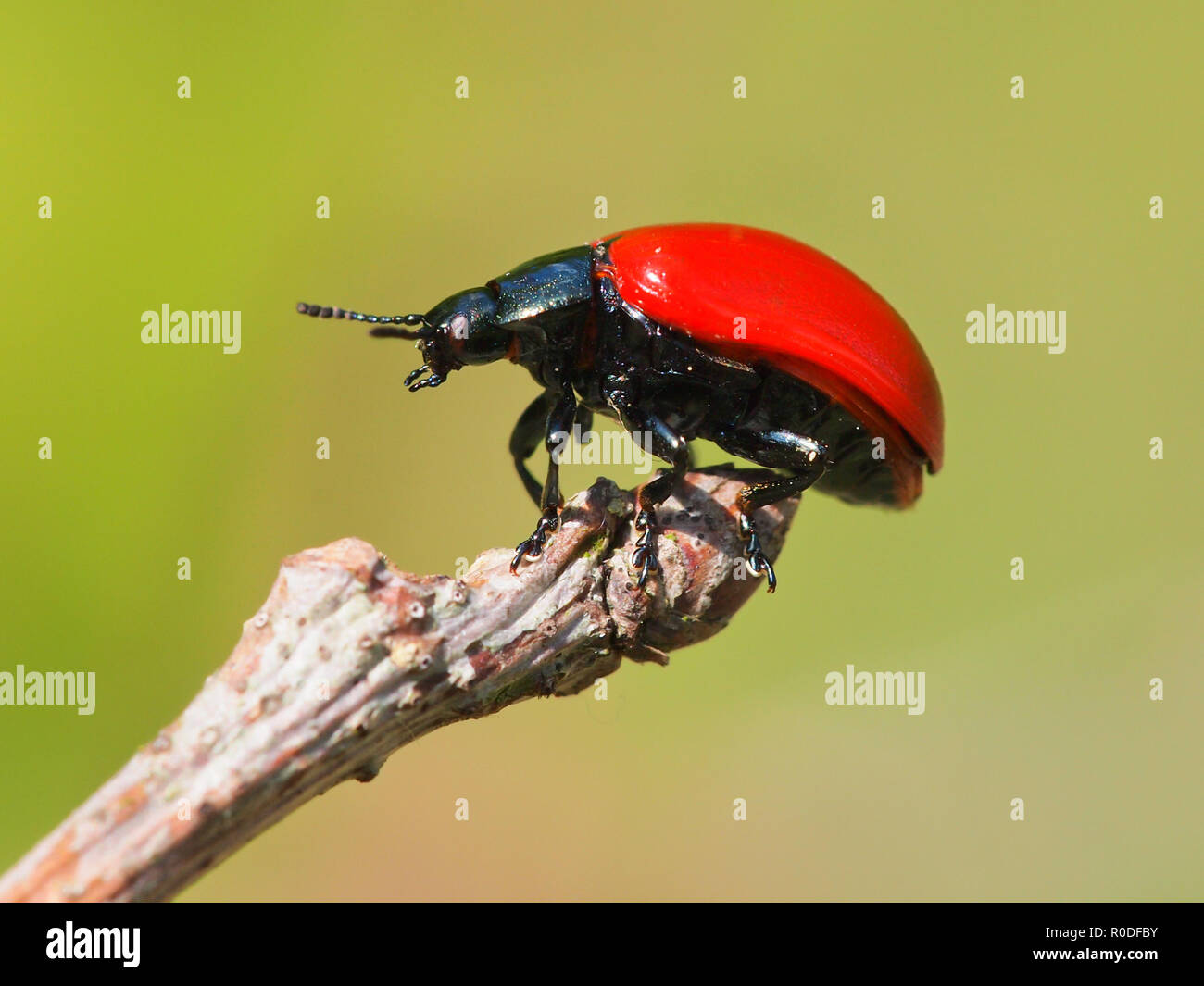 Balancing on a stick hi-res stock photography and images - Alamy