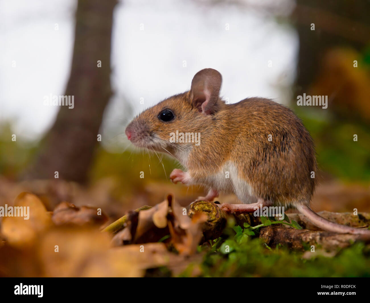 yellow necked mouse seen from side Stock Photo - Alamy
