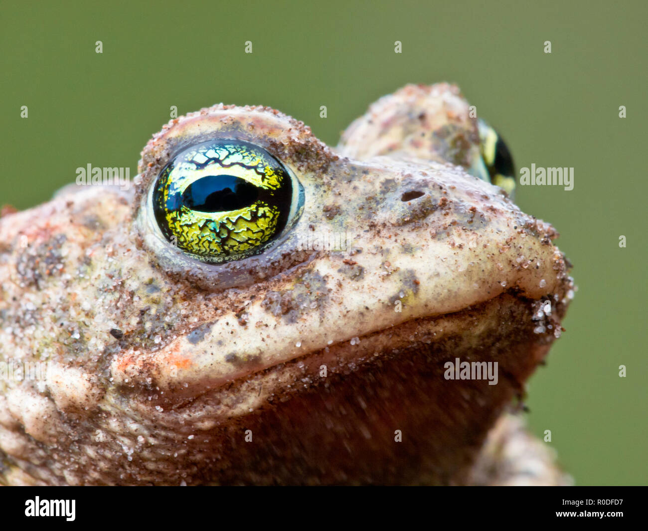 Natterjack toad pond hi-res stock photography and images - Alamy