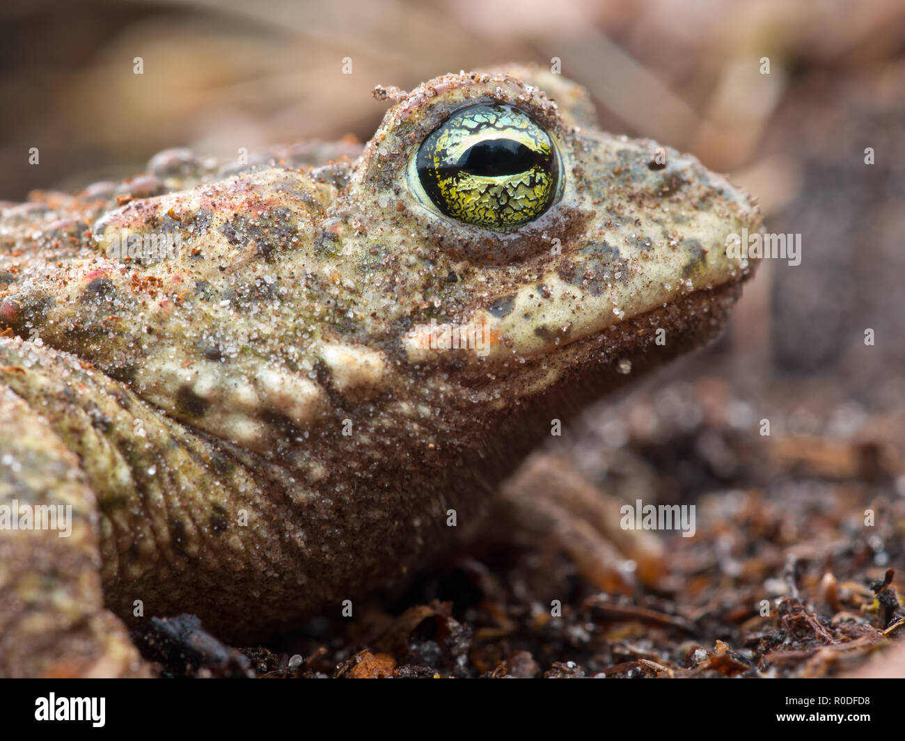 Natterjack toad pond hi-res stock photography and images - Alamy