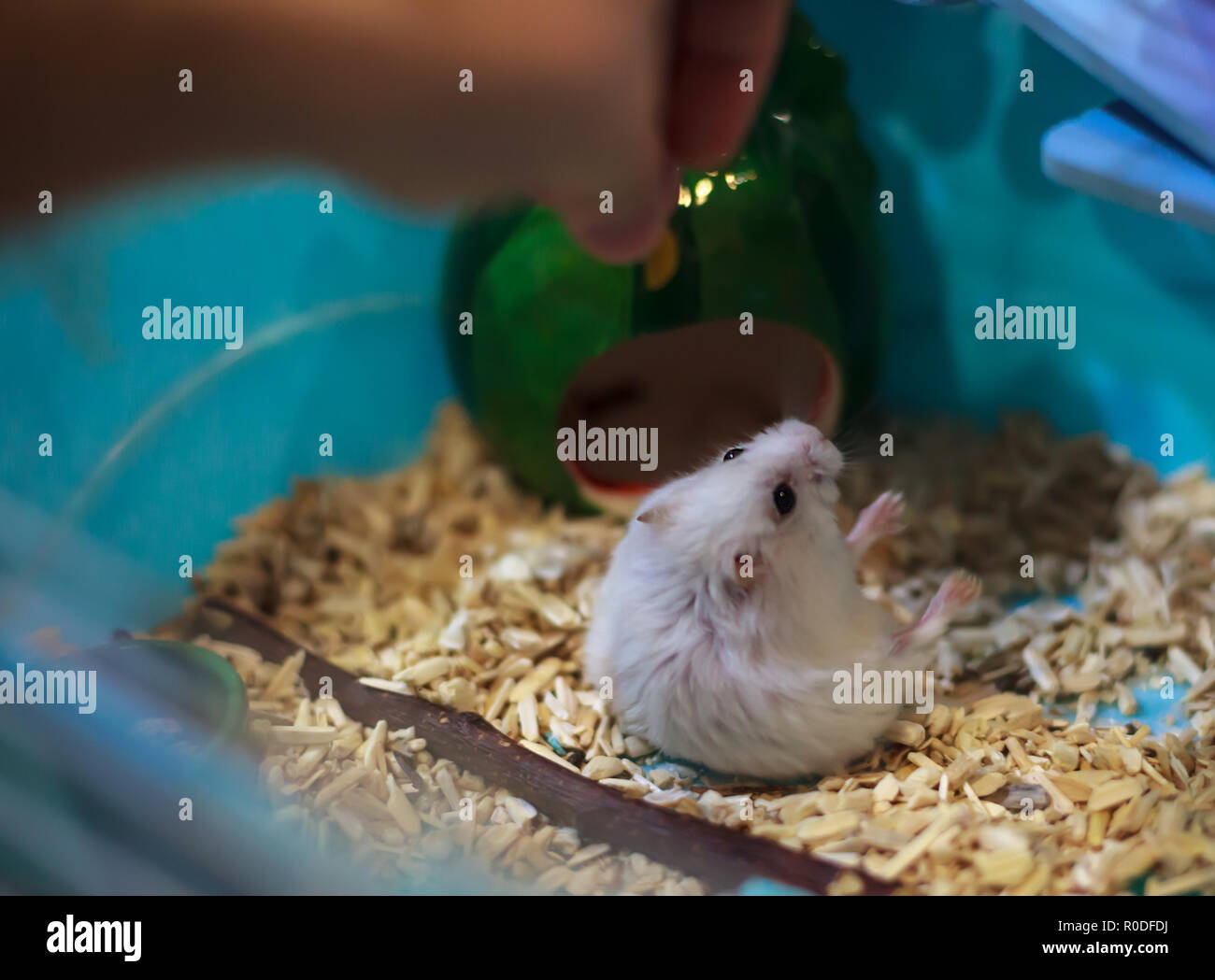 Cute Exotic Winter White Dwarf Hamster falling over on hind legs ...