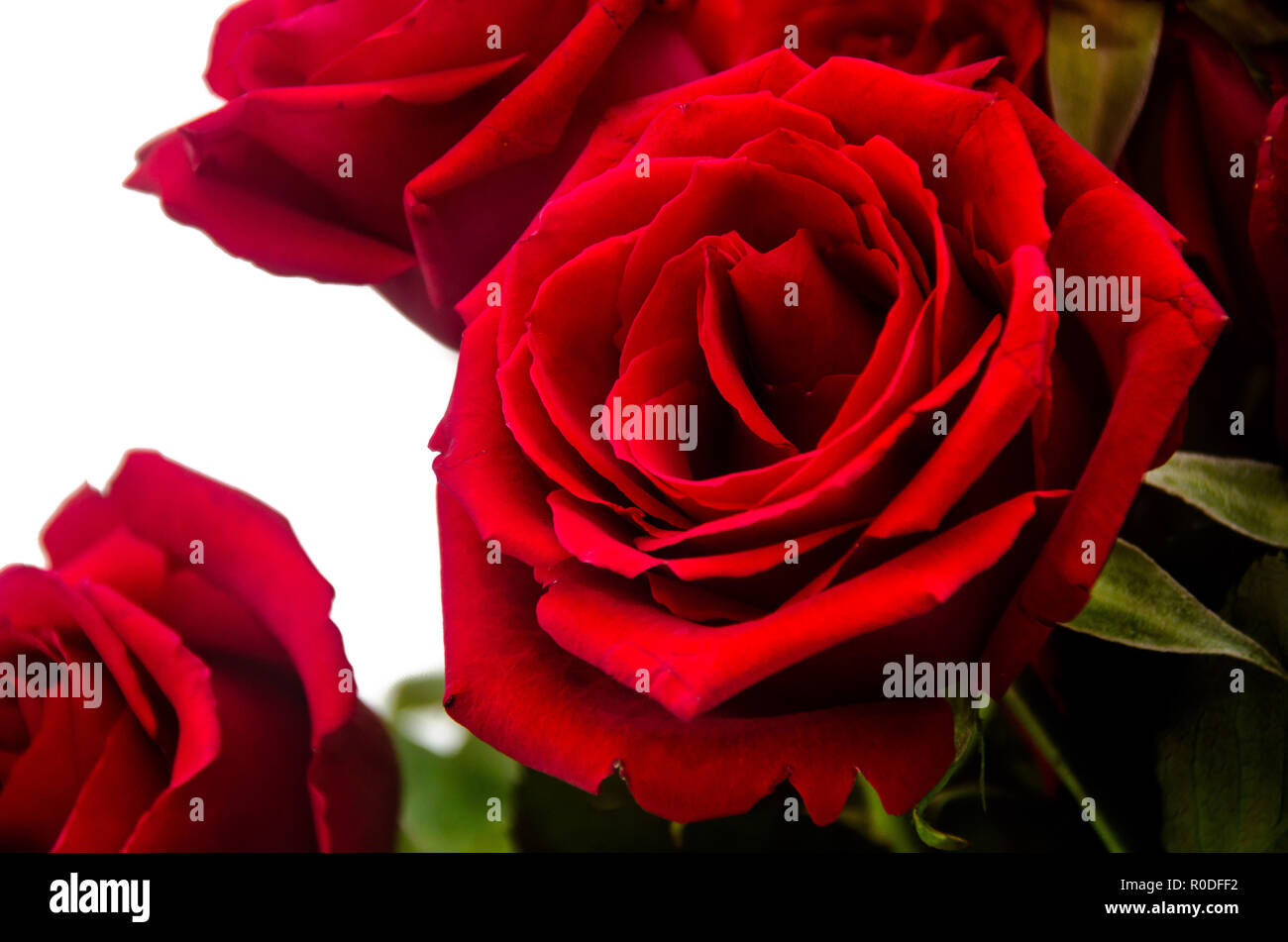 Picture of Bouquet of red roses with white background Stock Photo - Alamy