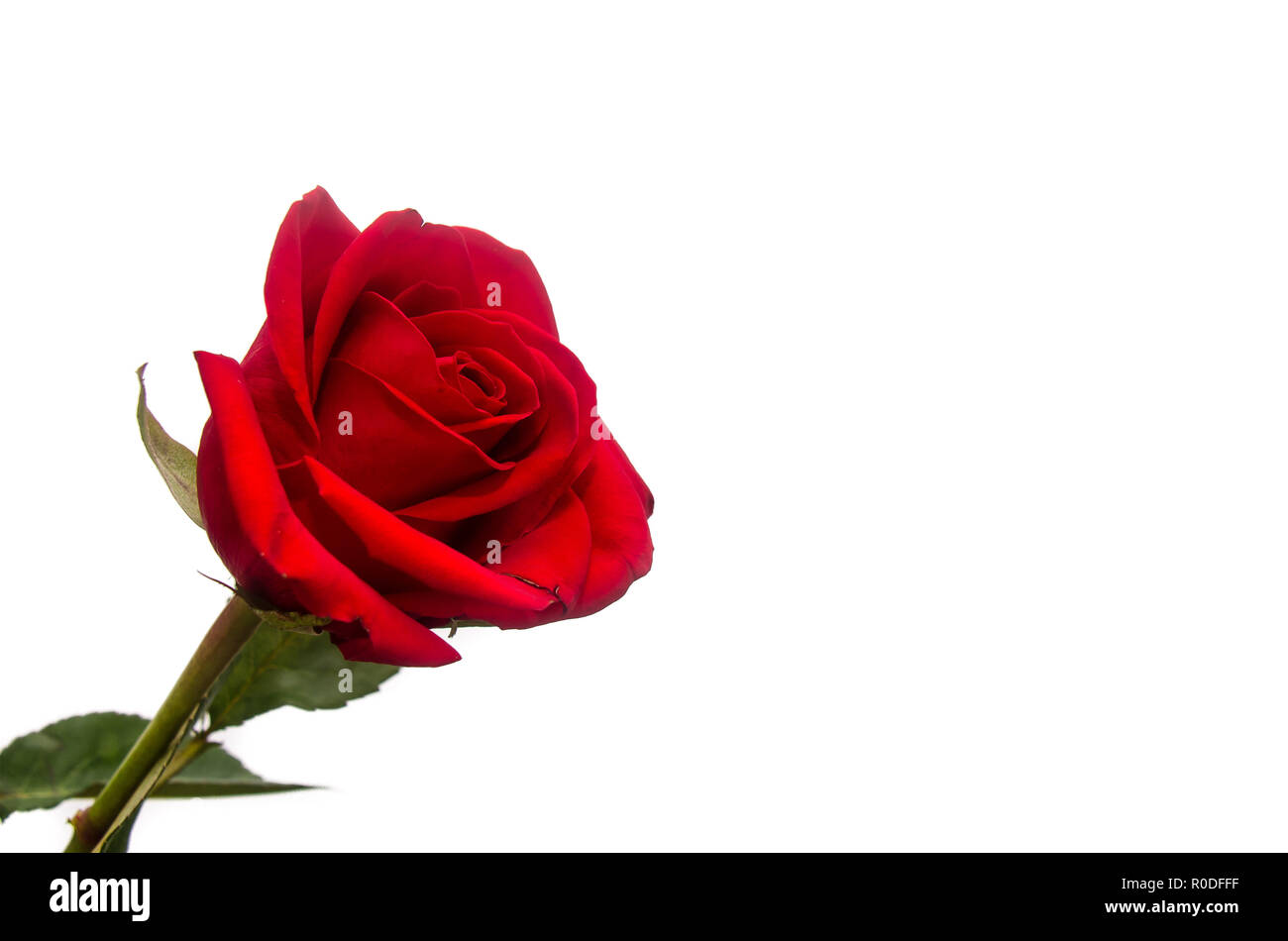 Picture of red rose with white background Stock Photo - Alamy