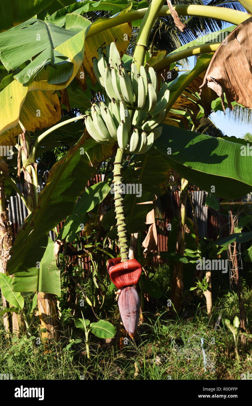 Babana flower hi-res stock photography and images - Alamy