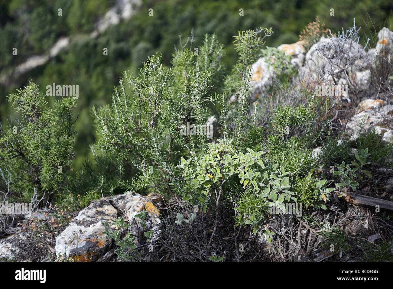Small rosemary shrub grows indigenously among the rocks of the ...