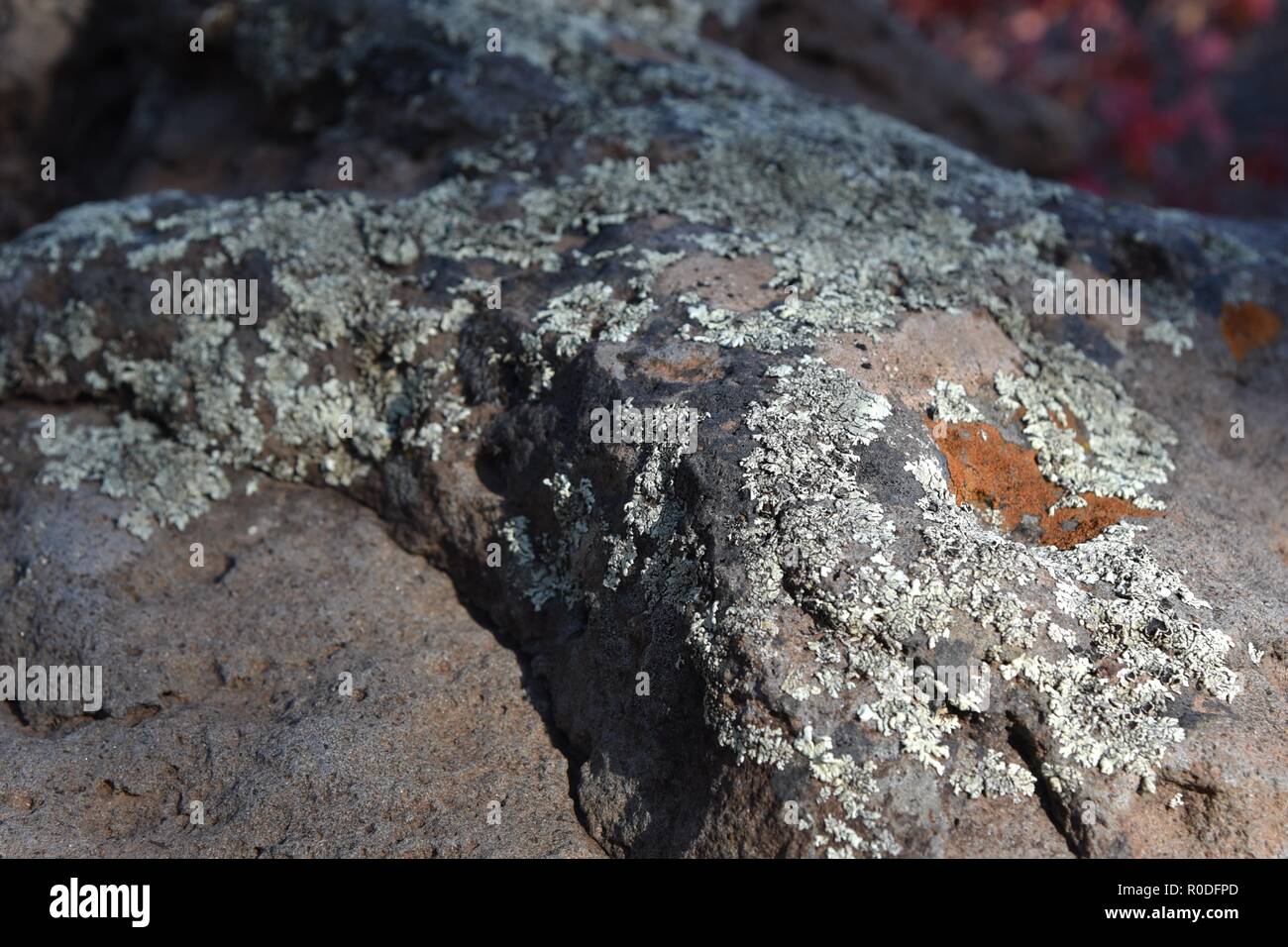 Lichen growing on rocks Stock Photo - Alamy