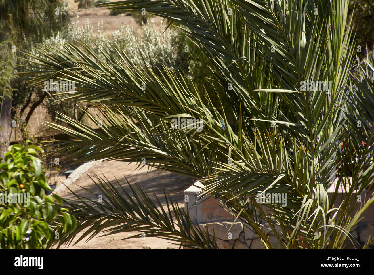 Detail of some leaves of a mediterranean palm tree Stock Photo - Alamy