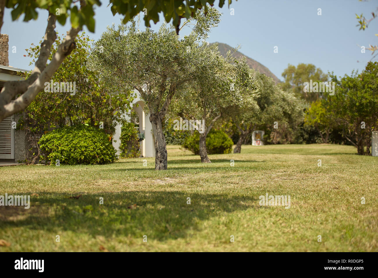 Mediterranean garden with some olive trees inside give different shades ...