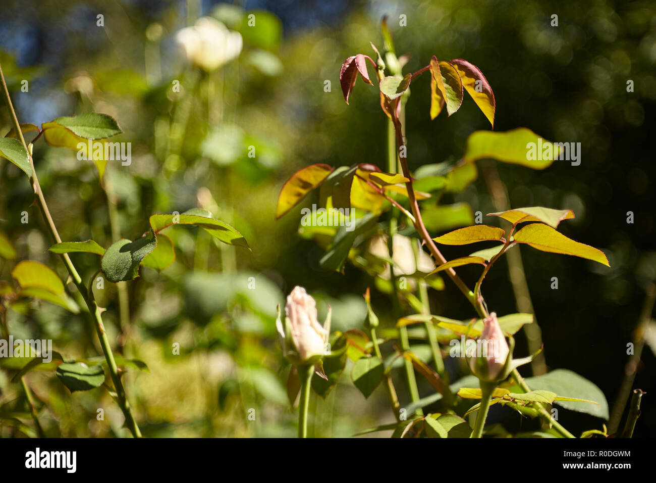 Detail of some branches of the rose plant under the sunlight Stock ...