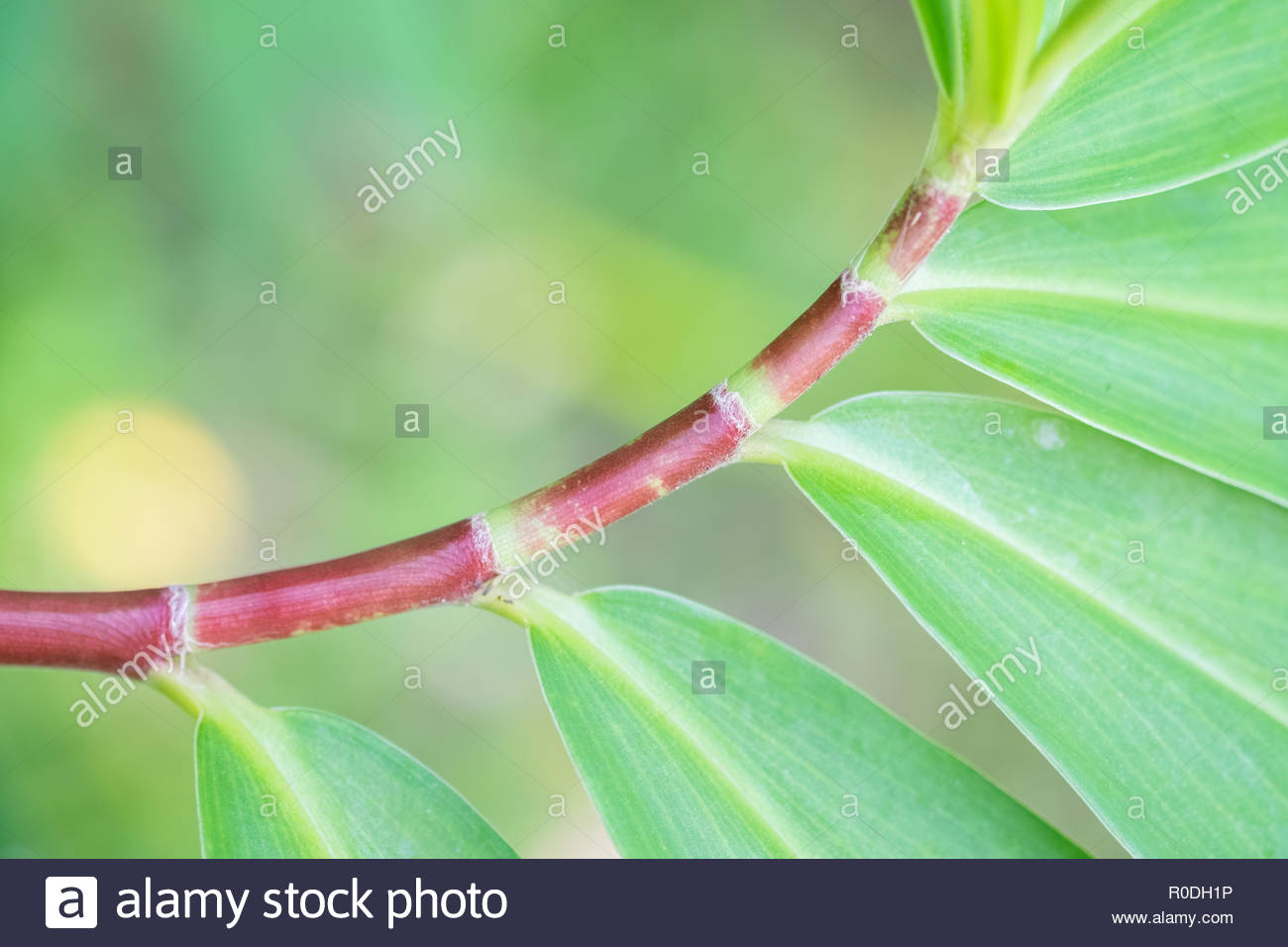 Curved Stem Stock Photos & Curved Stem Stock Images - Alamy
