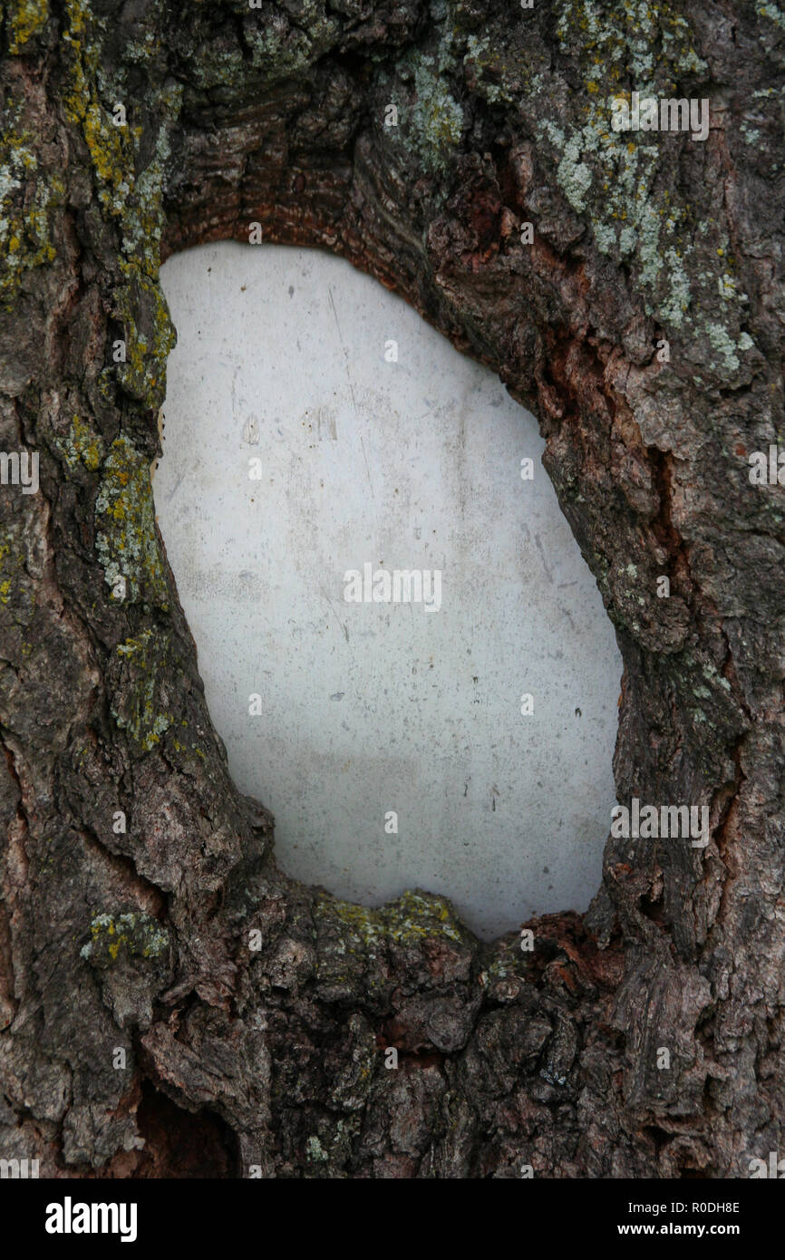 Unique picture of a sign that has over the years grown into a tree ...