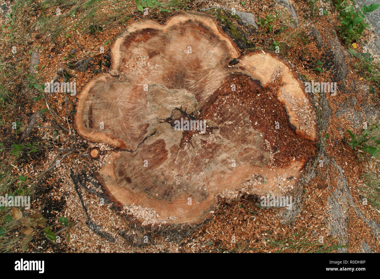 Cut tree stump view hi-res stock photography and images - Alamy