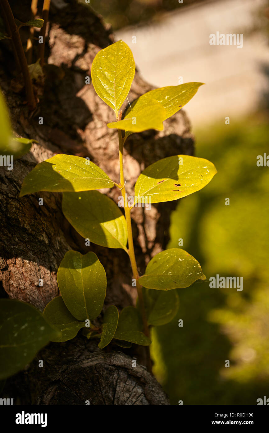 Detail of some persimmon leaves in spring illuminated by the faint ...