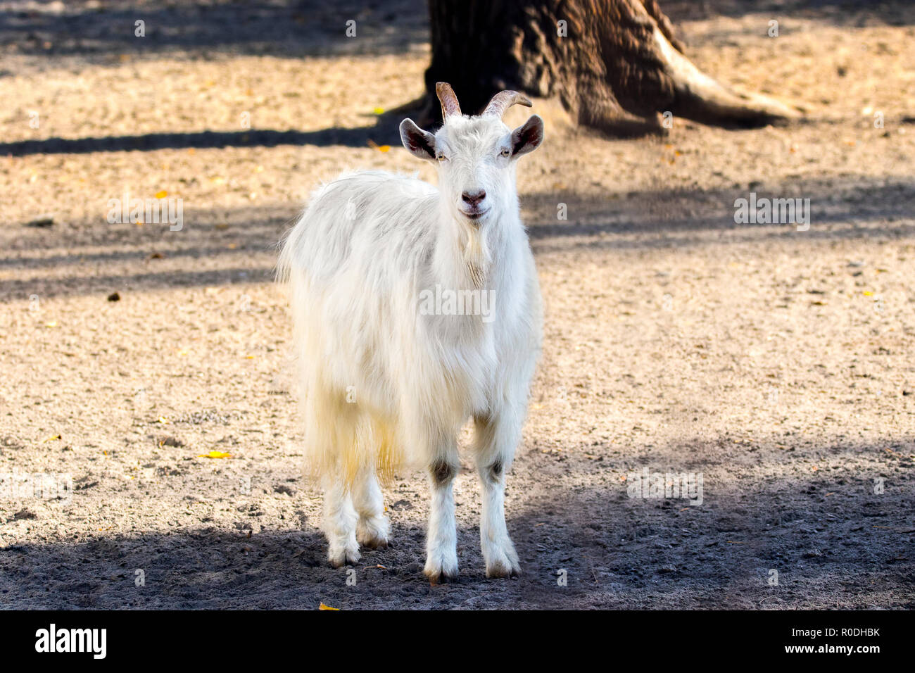 Goat legs standing hi-res stock photography and images - Alamy