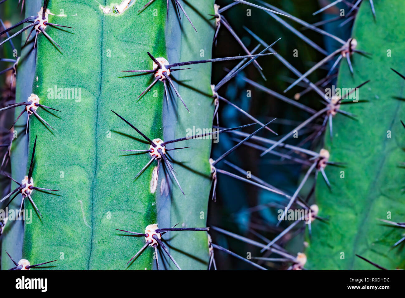 Close up of clusters of spines and needles of a cactus Stock Photo - Alamy