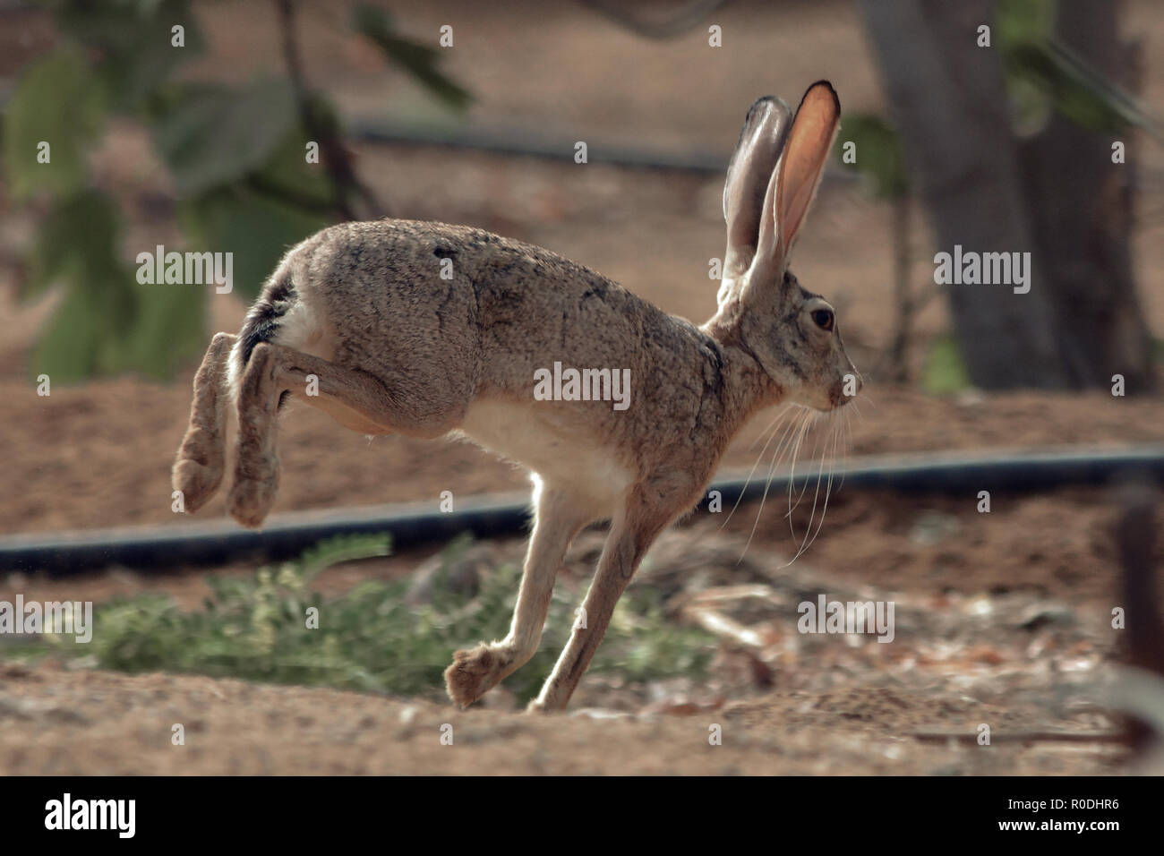 Rabbit ears vector hi-res stock photography and images - Alamy