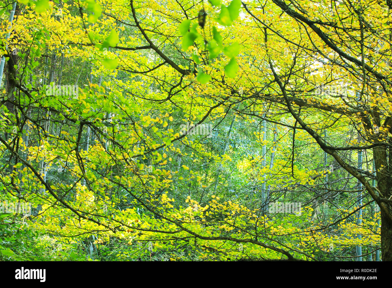 Beautiful ginkgo hi-res stock photography and images - Alamy
