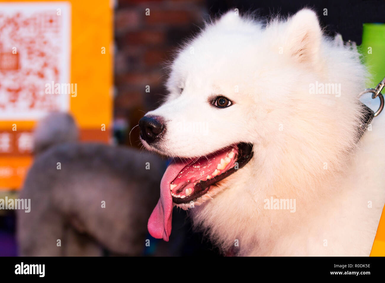 Human tongue red human body hi-res stock photography and images - Alamy