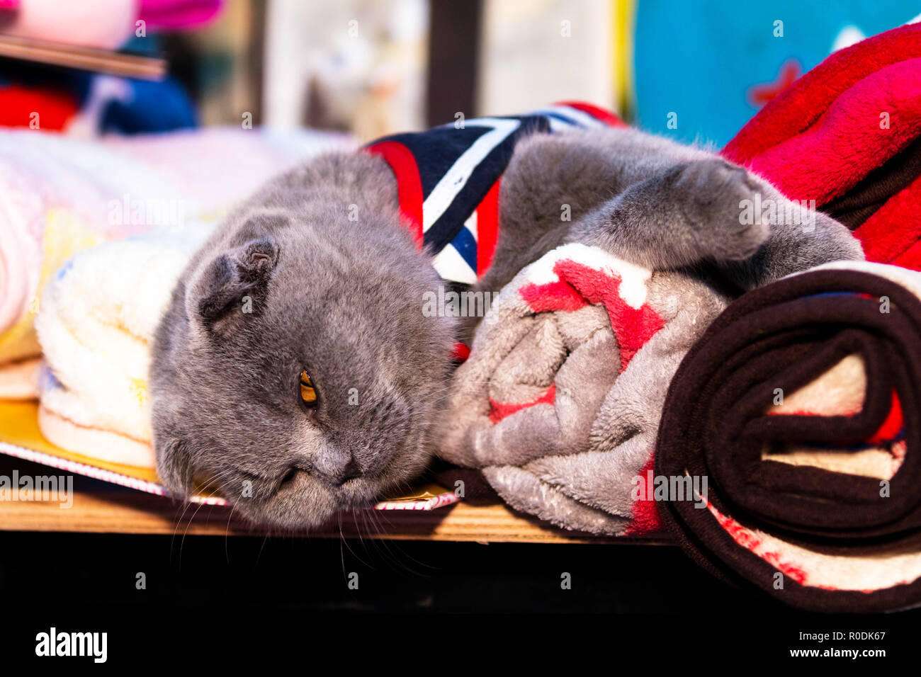 A fat cat lying on the table Stock Photo - Alamy