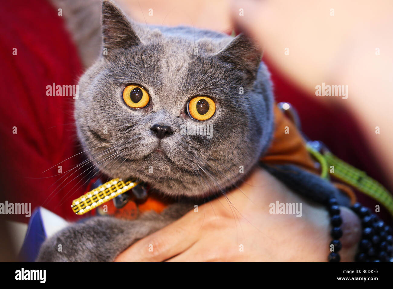 A fat cat on ower's back Stock Photo - Alamy