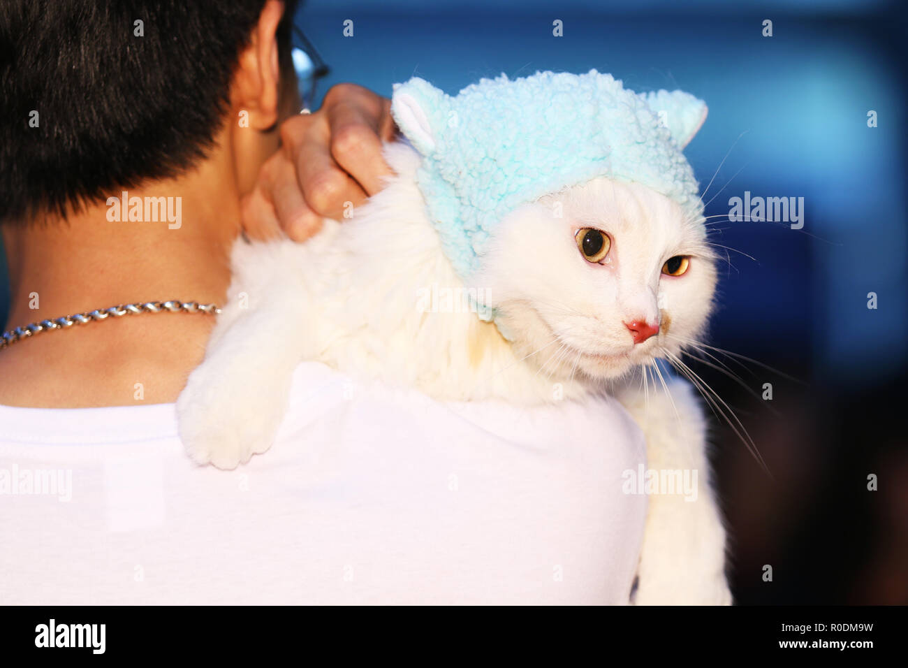 Cat shoulder hi-res stock photography and images - Alamy