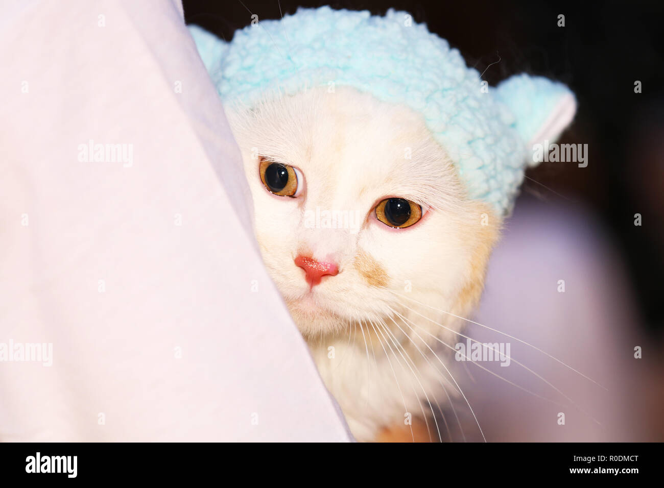 A cat on his shoulder Stock Photo - Alamy