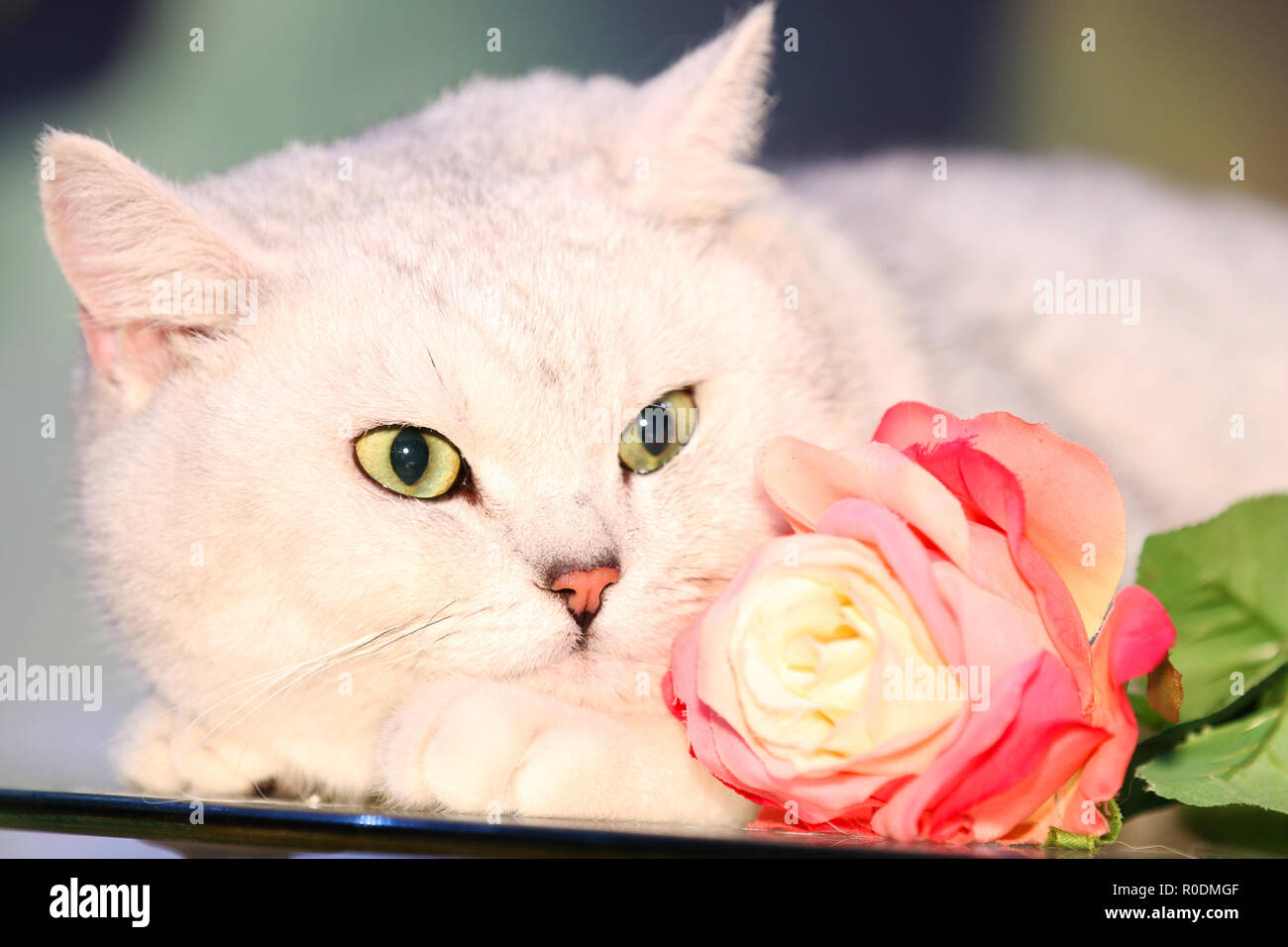 Cute fat cat hi-res stock photography and images - Alamy