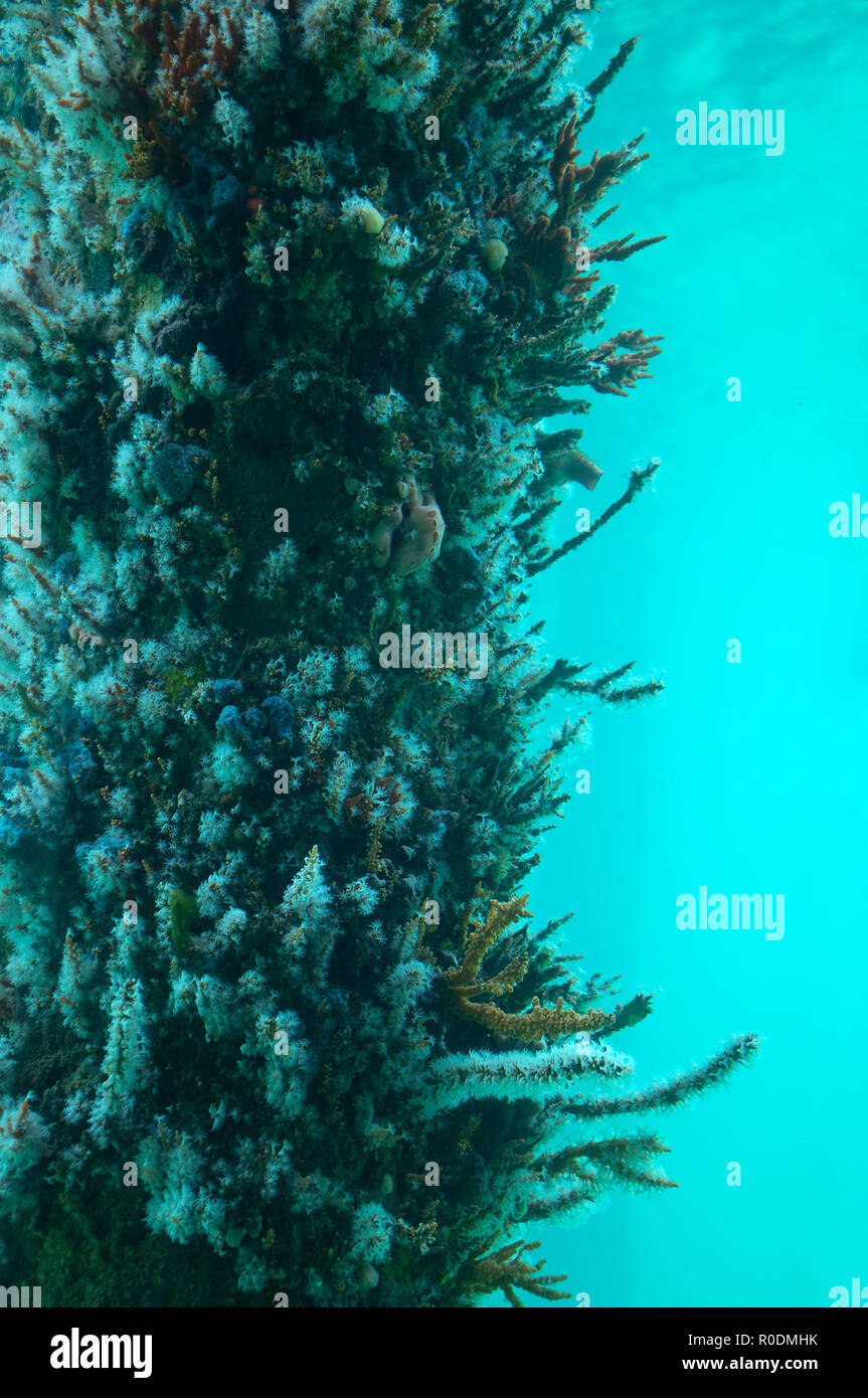 Busselton Australia, corals and sponges on the jetty pylons in the ...
