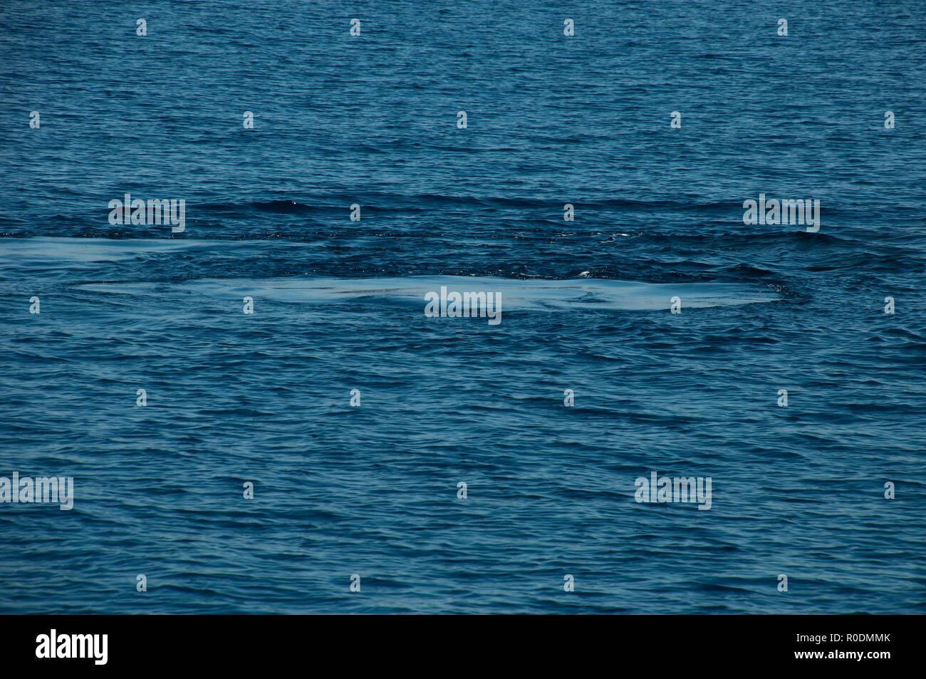 Whale Footprint High Resolution Stock Photography and Images - Alamy